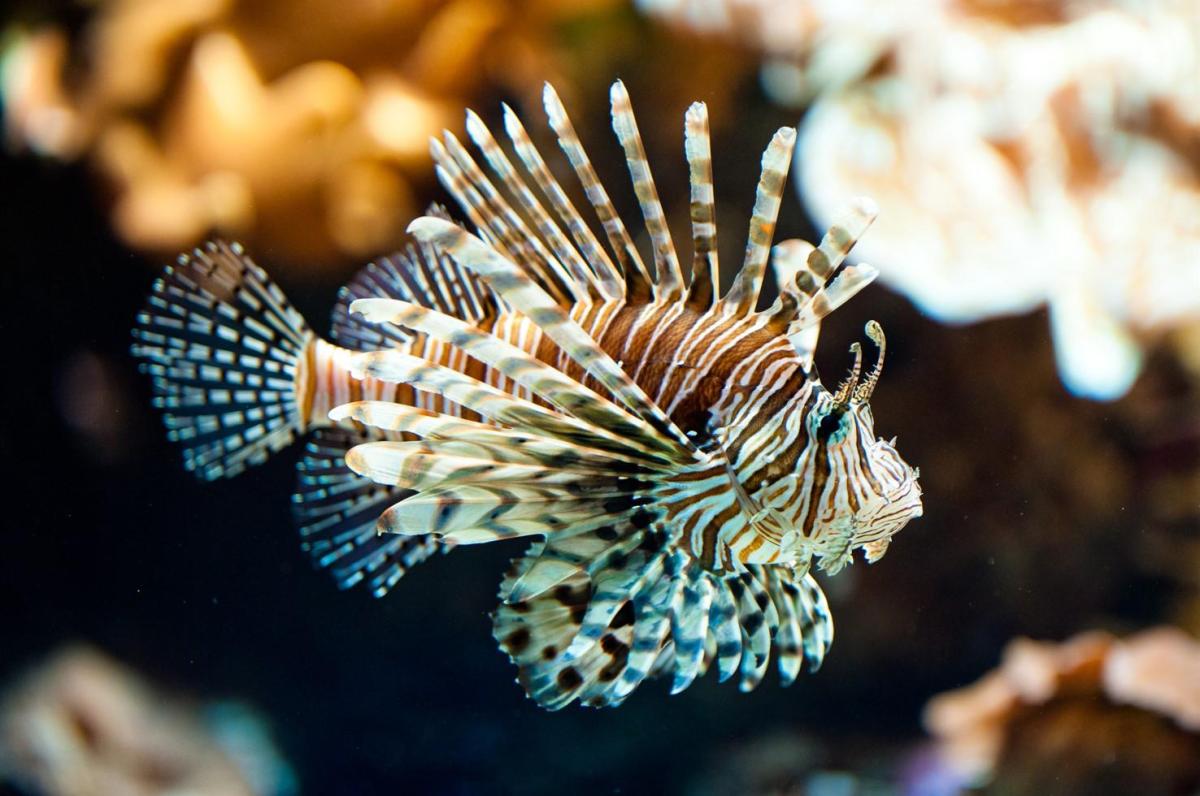 Lionfish as Invasive Species - Causes and Prevention