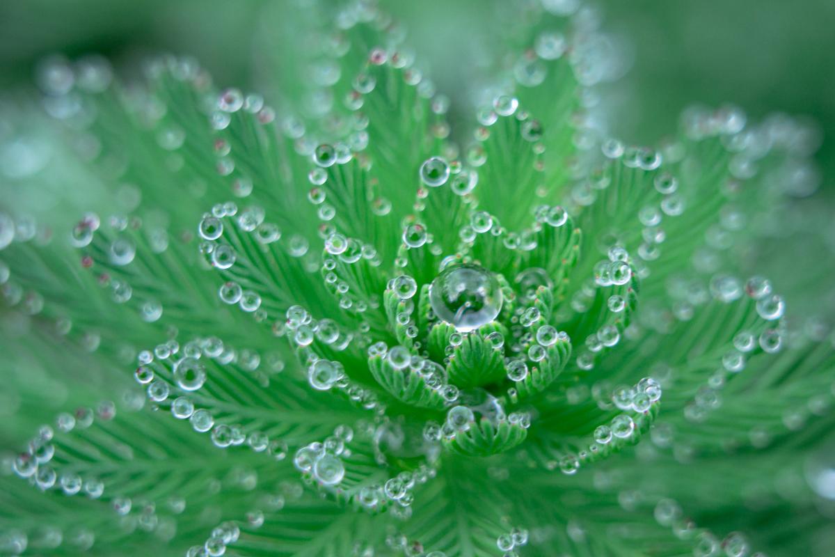 What Is Dew and How Does It Form? - Dew Formation Explained What Is Dew and How Does It Form? - Dew Formation Explained