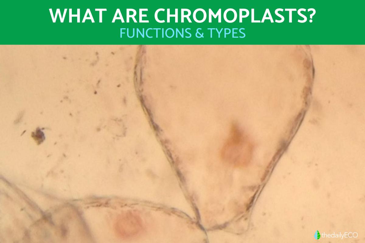 What Are Chromoplasts? - Function and Types