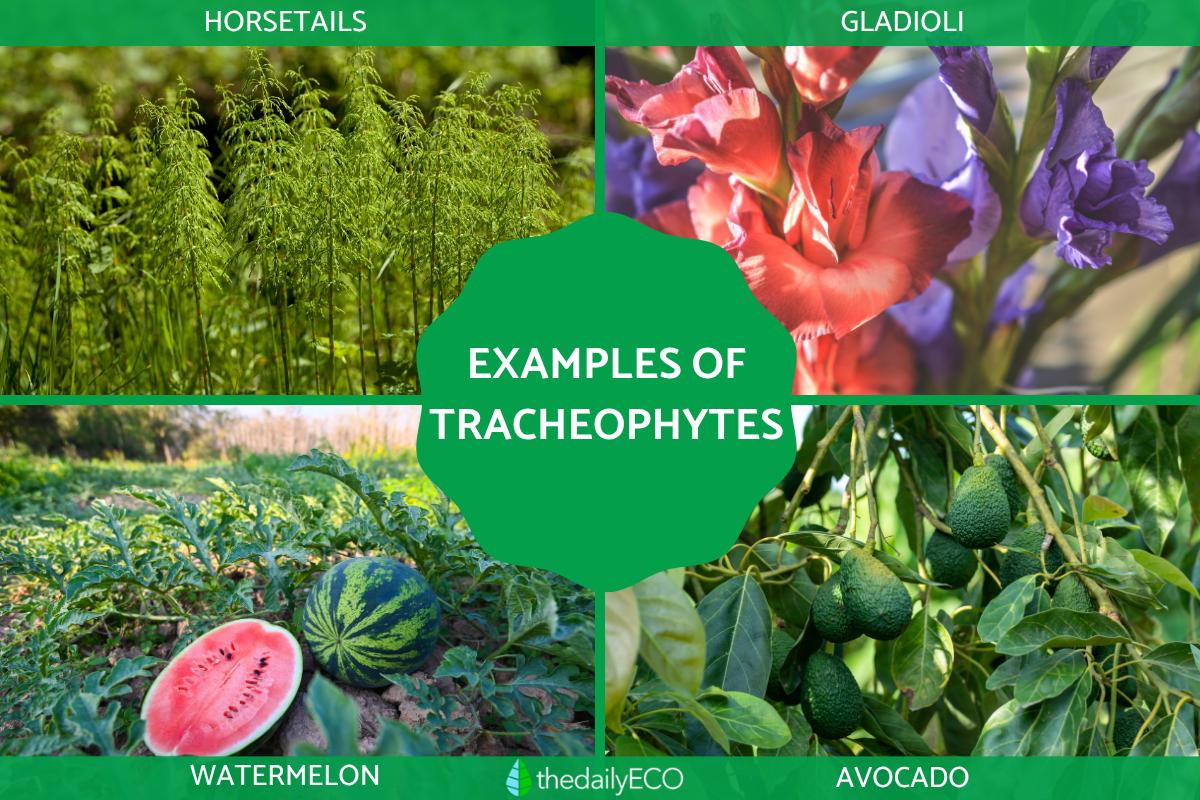 What Are Tracheophytes Plants? - With Examples of Vascular Plants