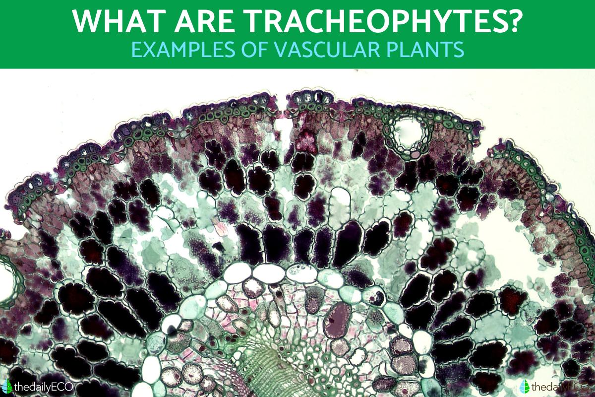What Are Tracheophytes Plants? - With Examples of Vascular Plants