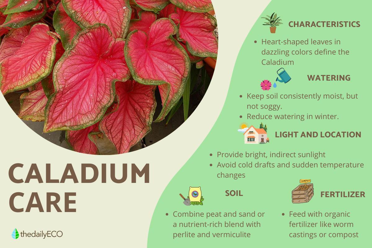 The Essential Guide to Caring for Caladiums - Watering, Propagation, and Beyond