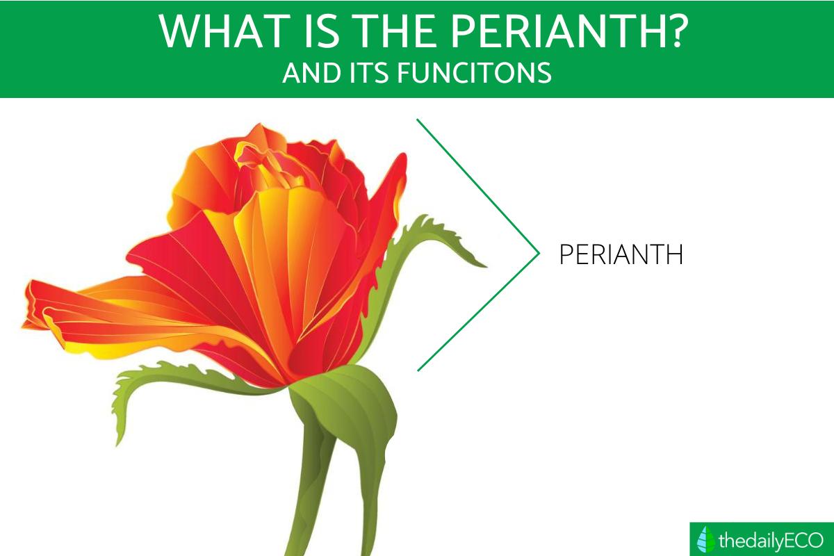 Perianth