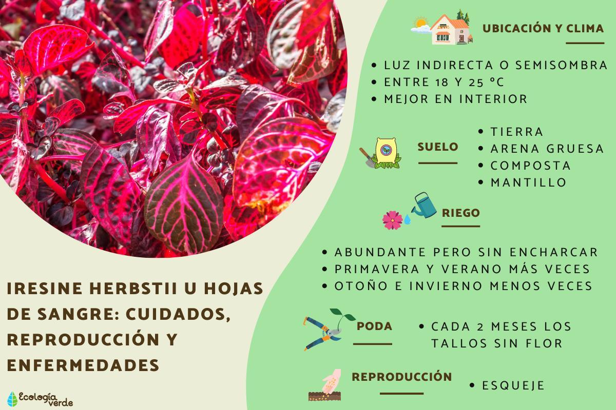 Bloodleaf Plant Care and Propagation - Iresine herbstii Care Guide