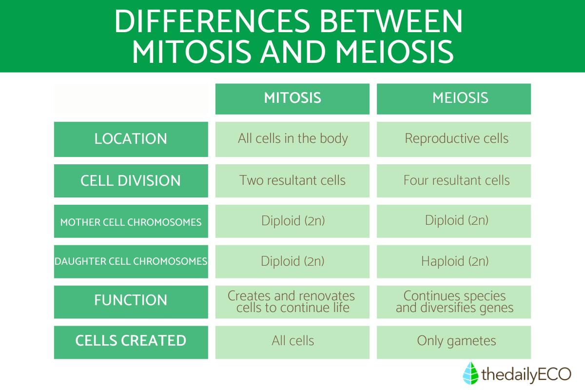 Difference Between Mitosis and Meiosis in Cell Division - Explanation ...