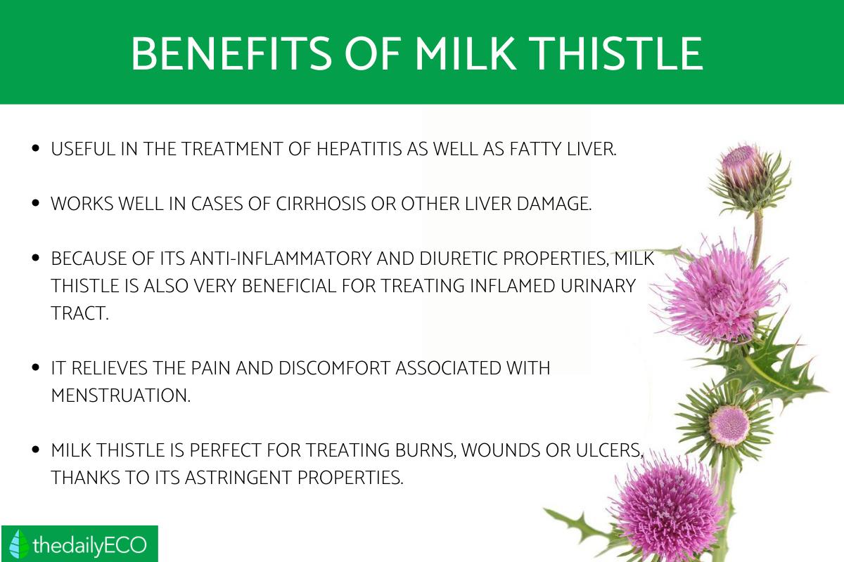 Benefits Of Milk Thistle Properties Uses Main Characteristics And
