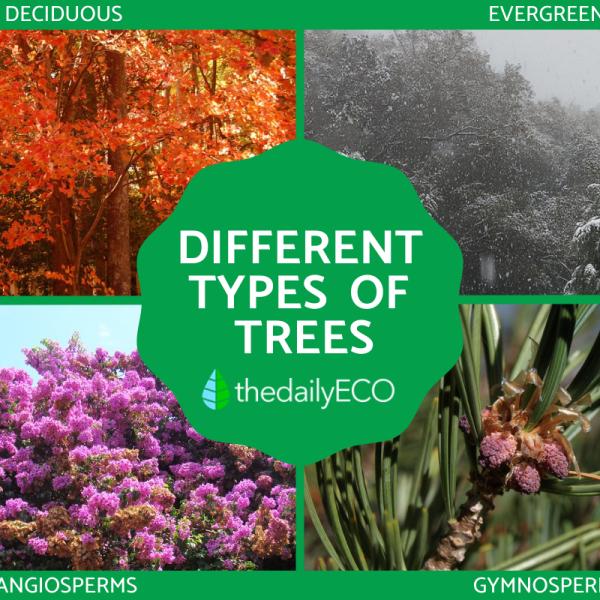 Deciduous Tree Names