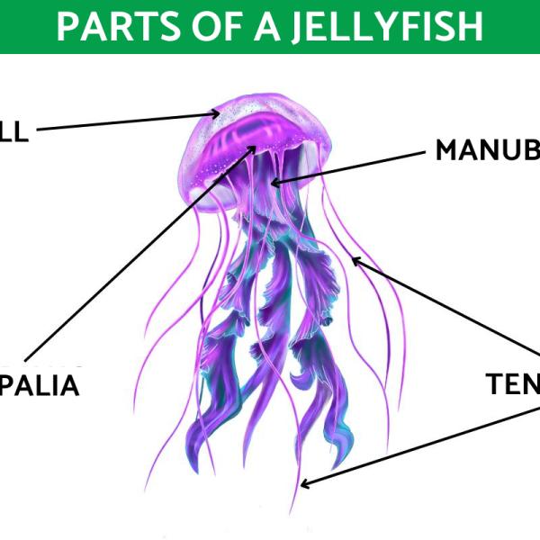 A Diagram Of A Jellyfish Jellyfish Anatomy Meduse Zoology Se