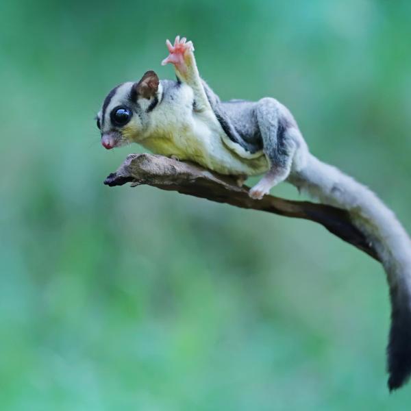 Parallel Evolution Examples