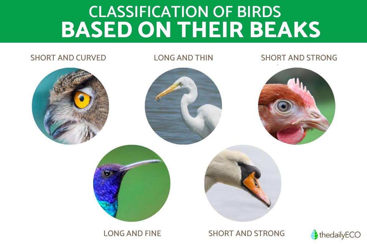 Bird Classification - Orders, Habitats, Social Behavior, Physical Characteristics