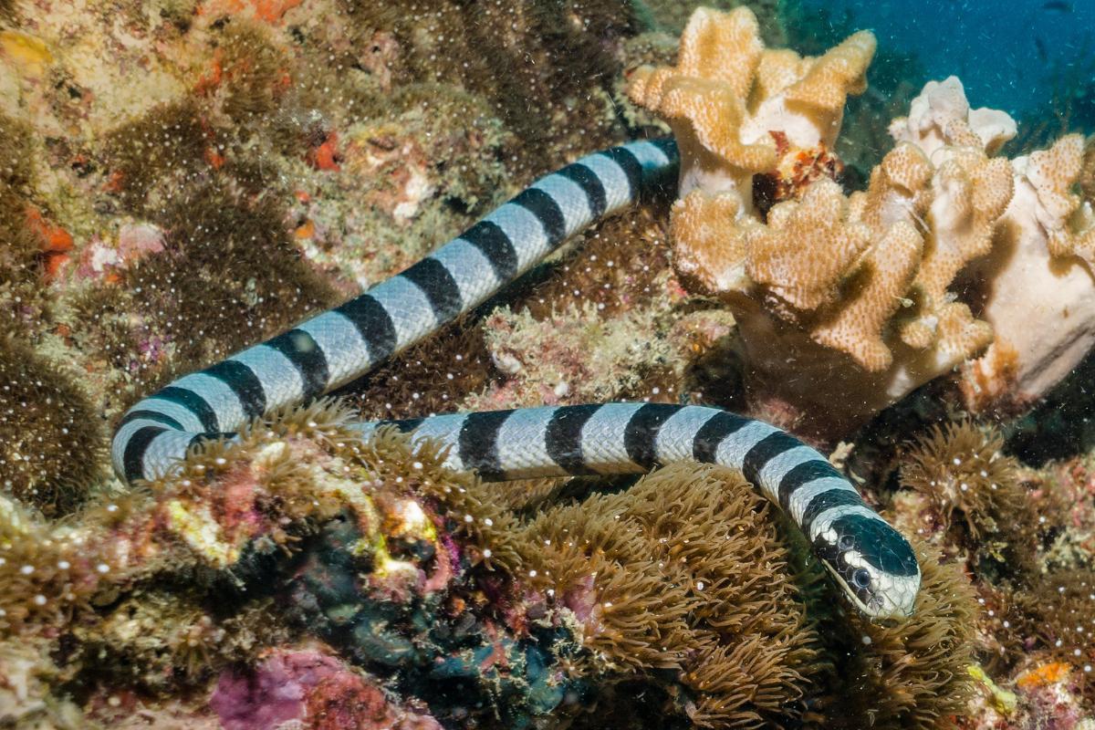 Sea Snakes - Characteristics and Examples of True Sea Snakes and Sea Kraits