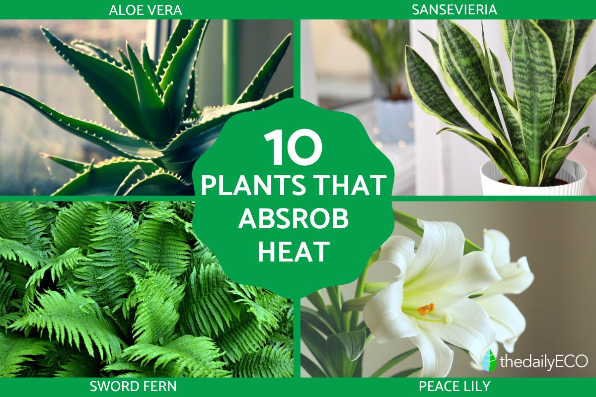 10 Plants That Absorb Heat and Keep Your House Cool - Names ...