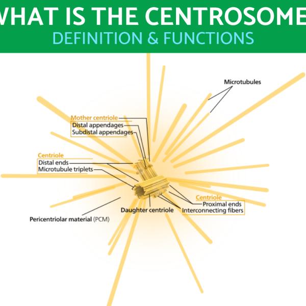 centrosome function a level