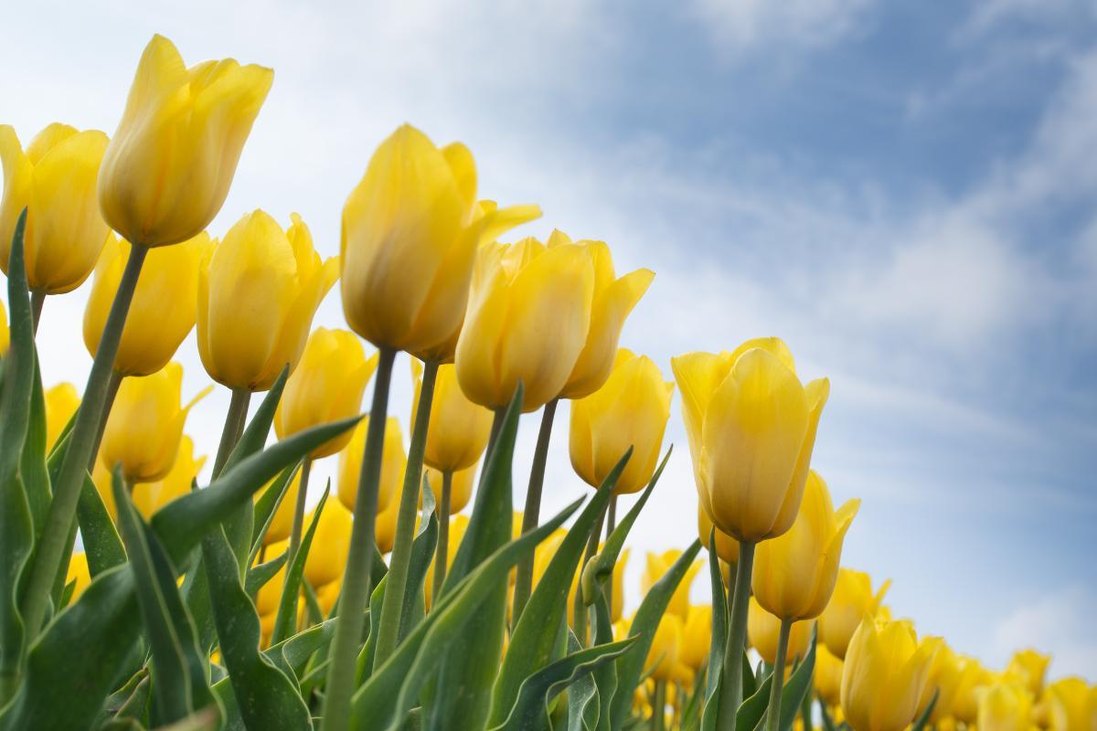 Tulip Color Meanings - Symbolism of Tulips by Color