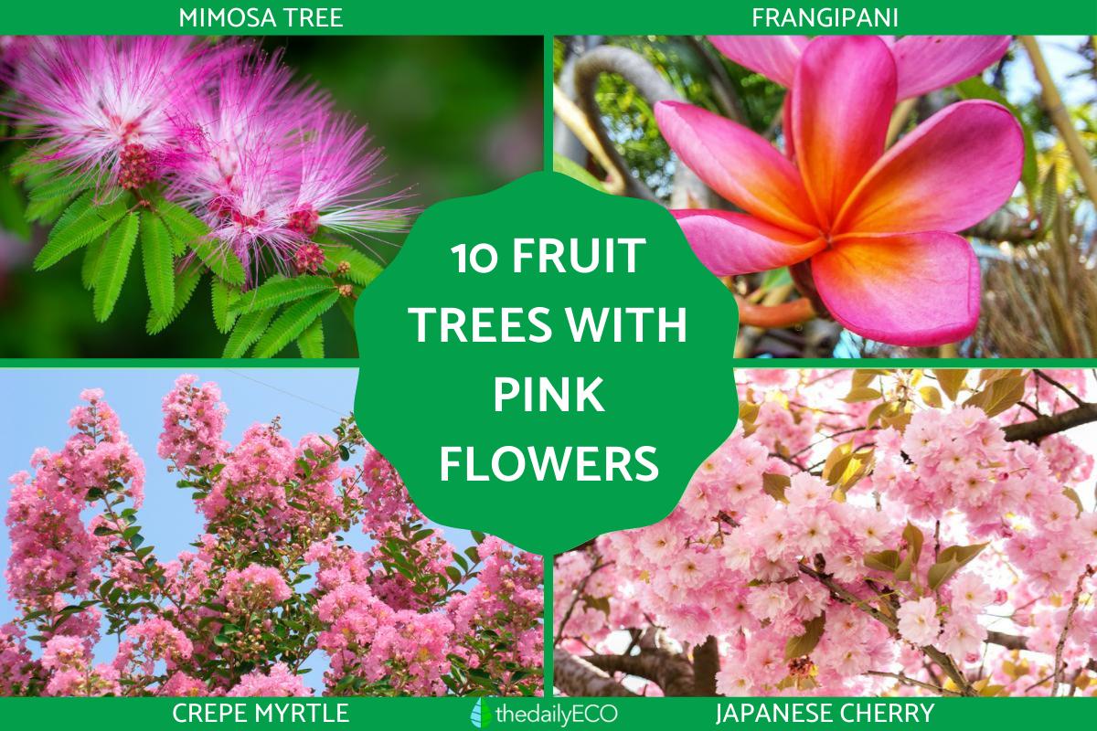 10 Fruit Trees That Have Pink Flowers - With Photos