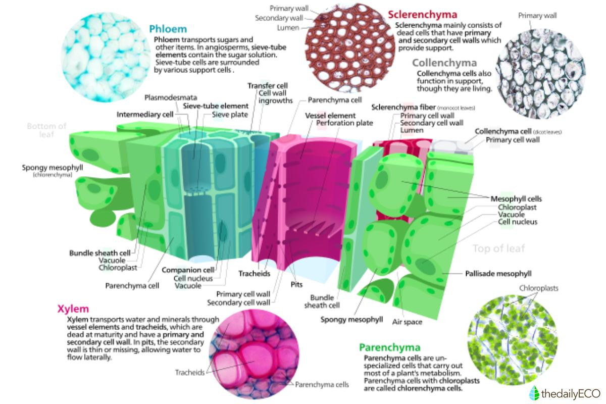 What is the Phloem and Its Function? - Summary With Diagrams