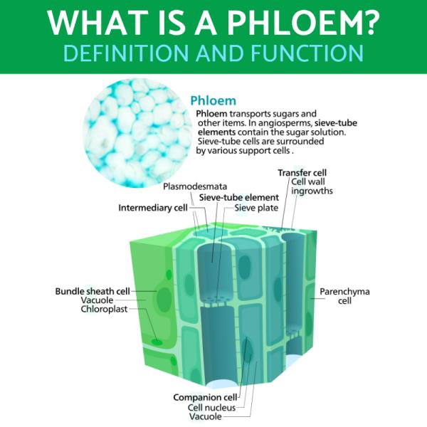 phloem example sentence