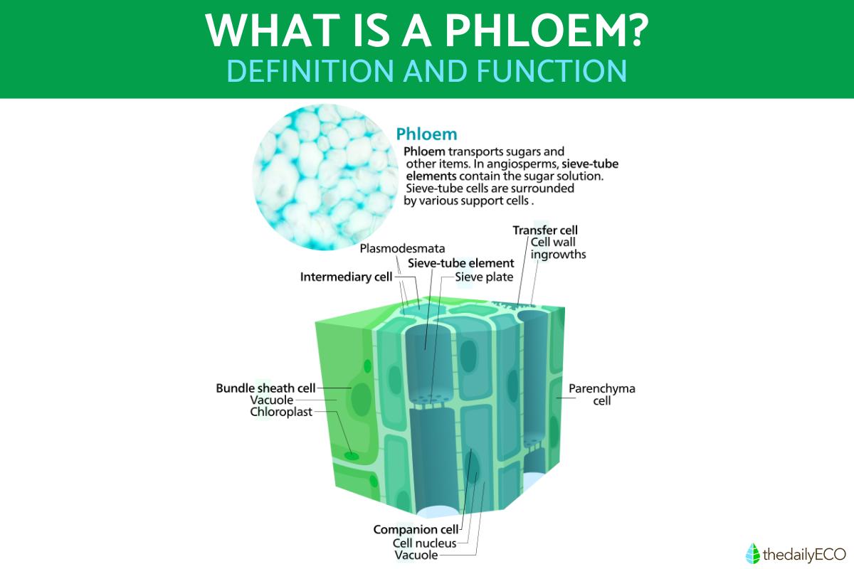 What is the Phloem and Its Function? - Summary With Diagrams