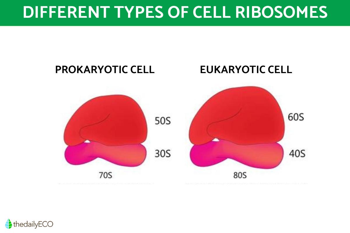 Ribosomes Structure And Function In Biology Definition With Diagrams