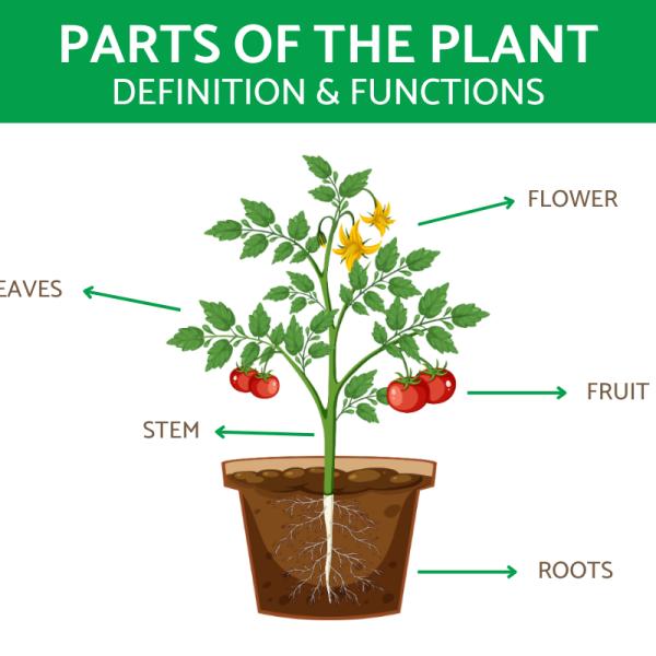 What Are The 6 Parts Of A Plant And Their Functions And Functions - Infoupdate.org