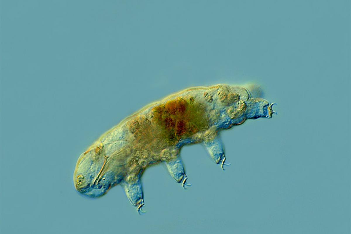 What Are Extremophiles in Biology? - Types and Examples