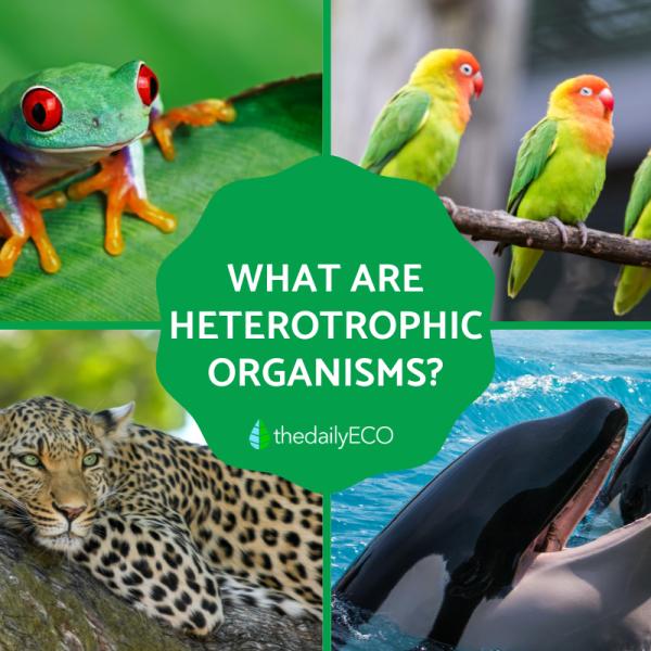 heterotrophic organisms include