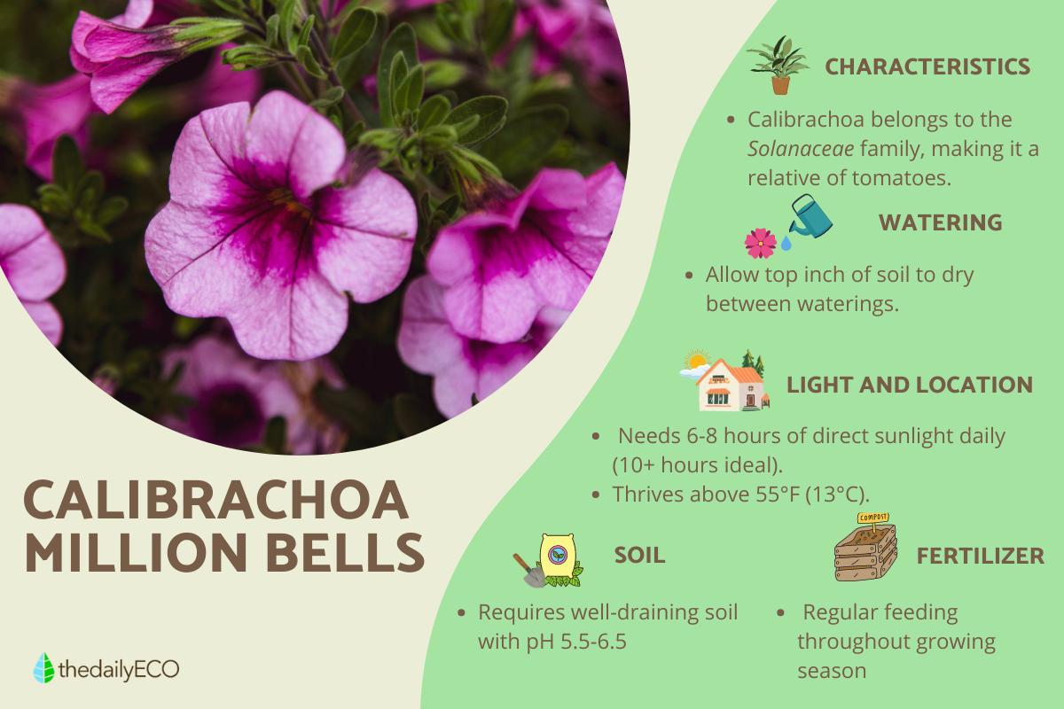 Calibrachoa or Million Bells Care Guide - Sun, Watering & Common Issues