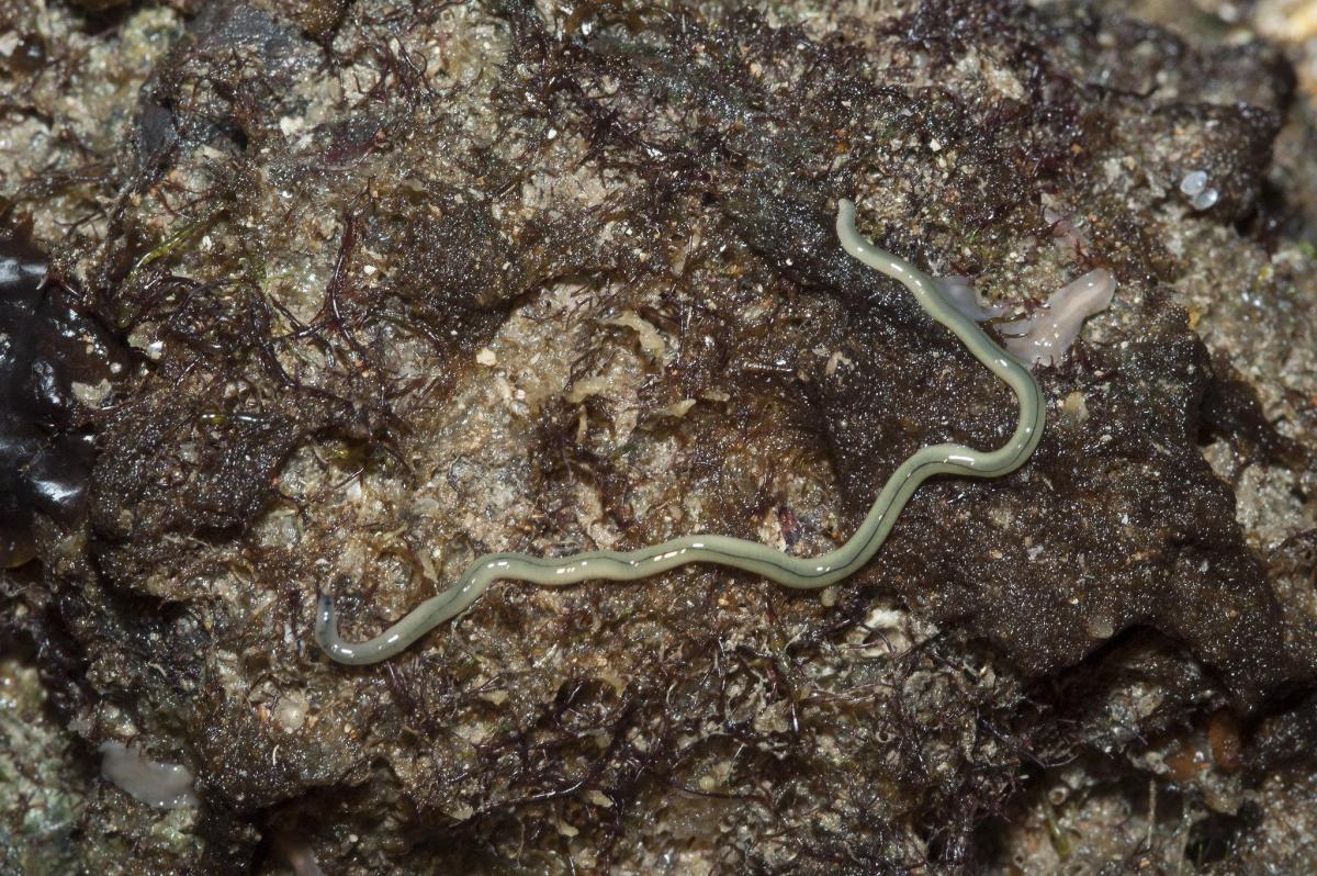 What Are Ribbon Worms? - Nemertean Types and Examples