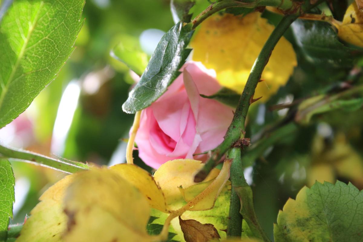 Why Are My Rose Leaves Turning Yellow? - Causes and Solutions