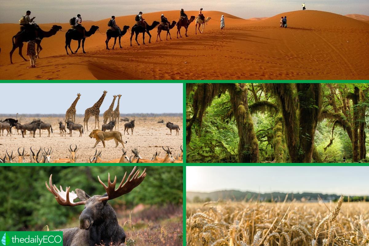Different Types Of Ecosystems List With Examples And Photos