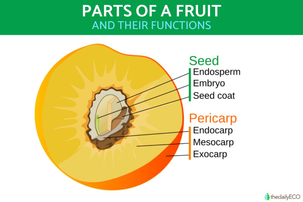 Parts of a Fruit and Their Functions - With Diagrams