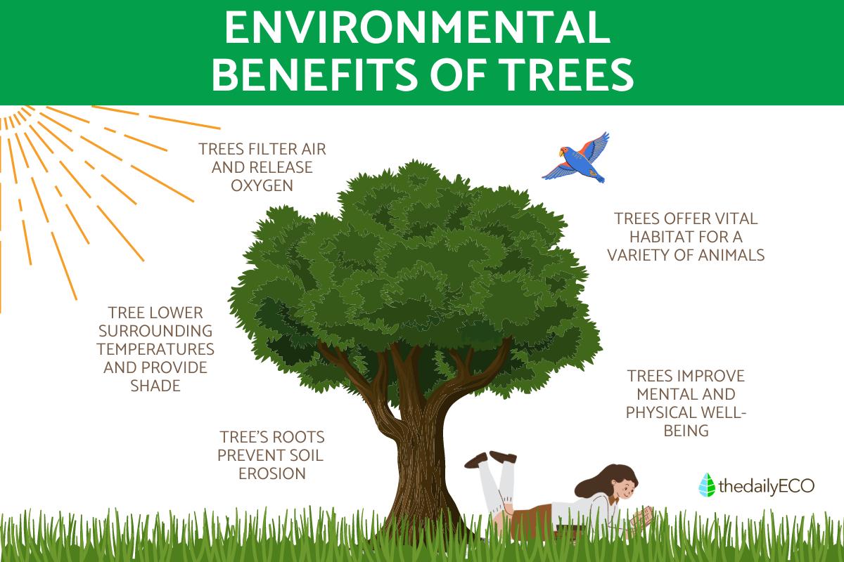10 Environmental Benefits of Trees - How They Impact Our Lives