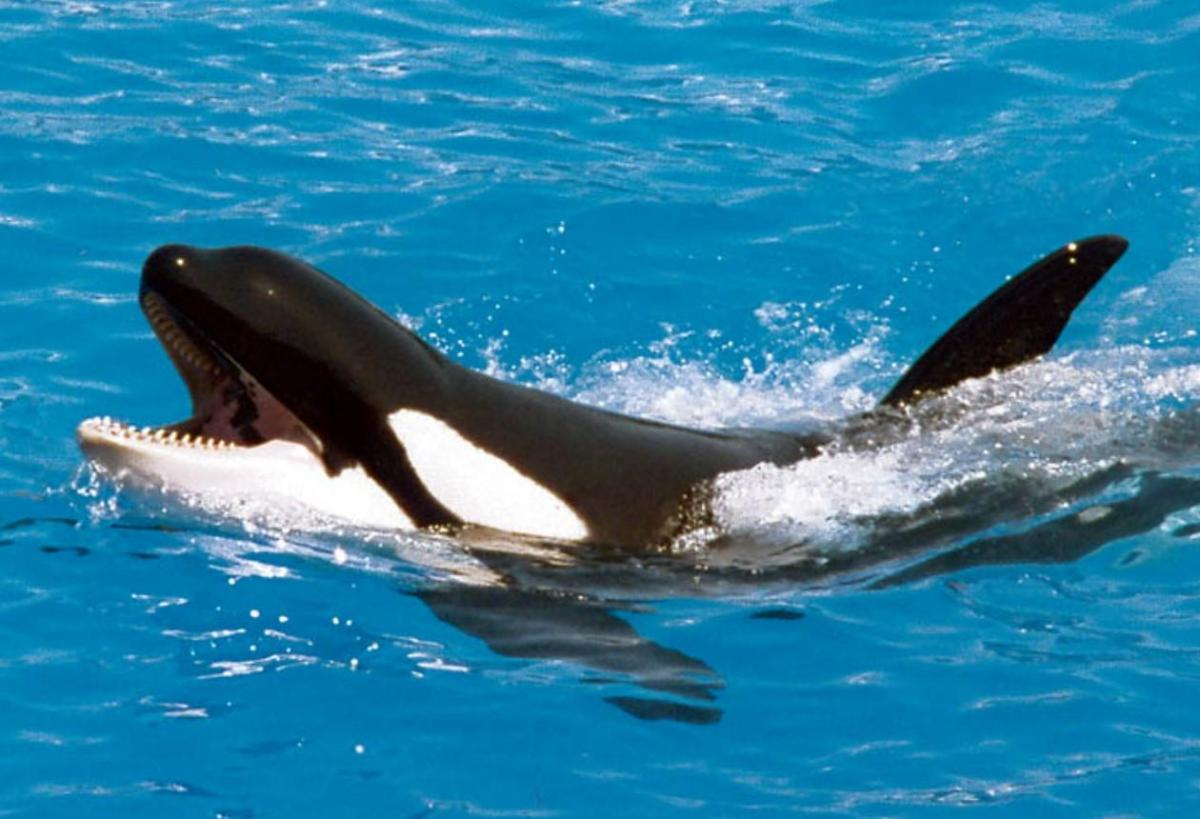 Cosmopolitan Animal Species Distribution - Definition With Examples