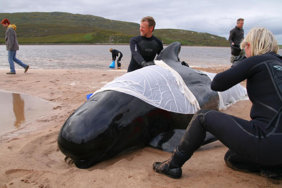 Why Whales and Dolphins Beach Themselves - Causes and What to Do