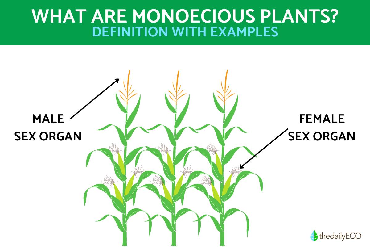 What Are Monoecious Plants? - With Examples and Photos