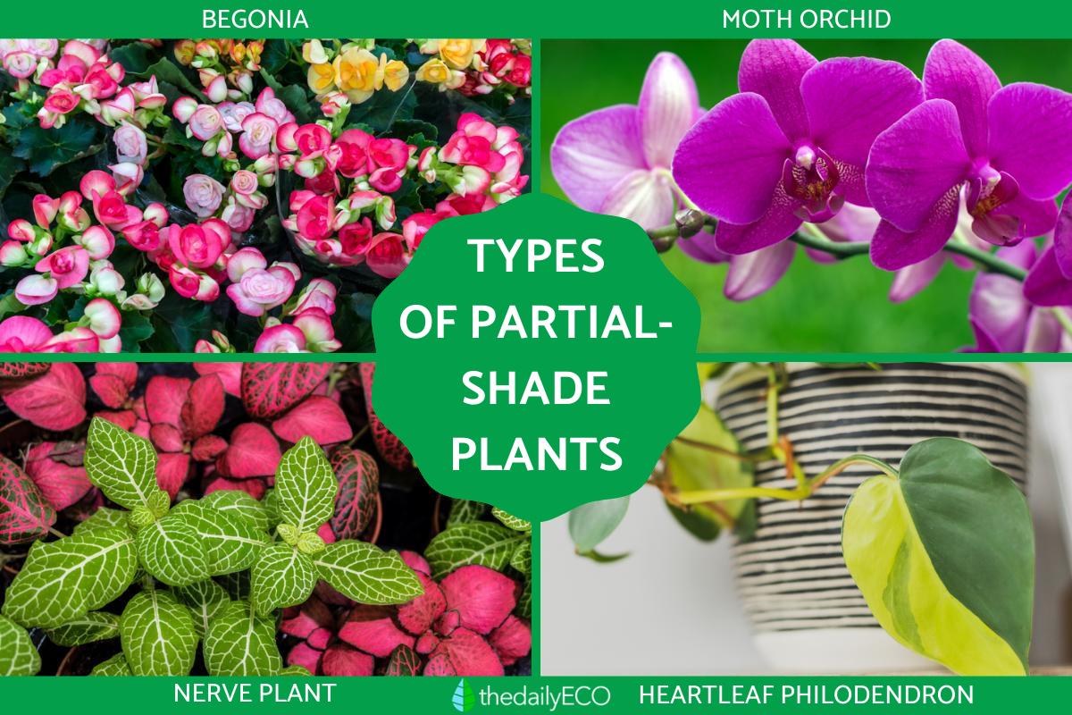 The Best Partial-Shade Plants - Partial Sun Plants With Photos