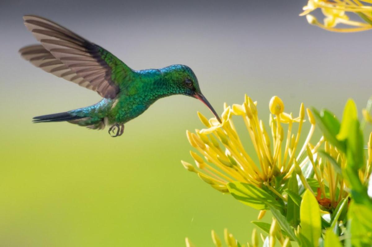 Mutualism in Ecology - Definition, Examples, and Importance