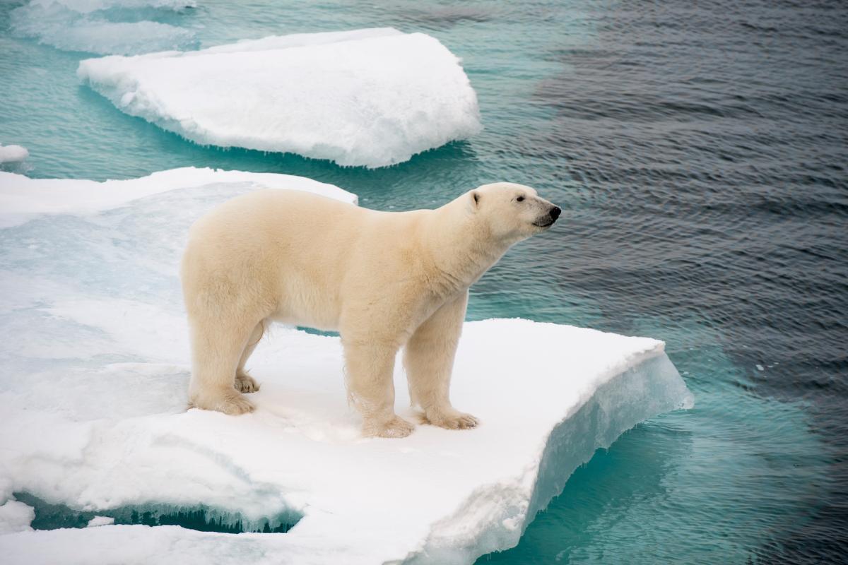 Polar Ice Caps Explained - Formation, Locations, and Glacier Differences