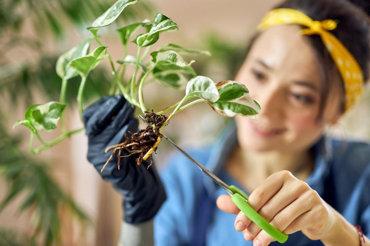 What Is Root Pruning Potted Plant And Tree Root Pruning