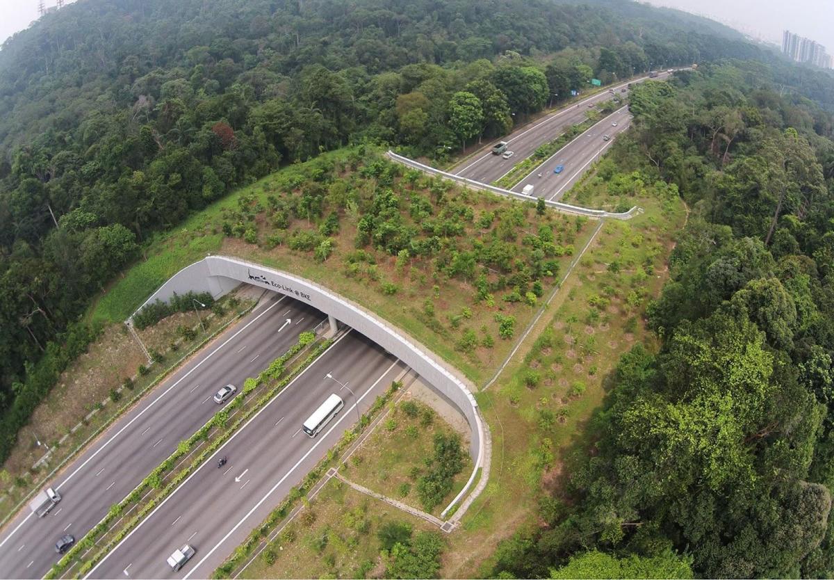 What Are Wildlife Corridors? - Meaning, Types, and Why They Matter