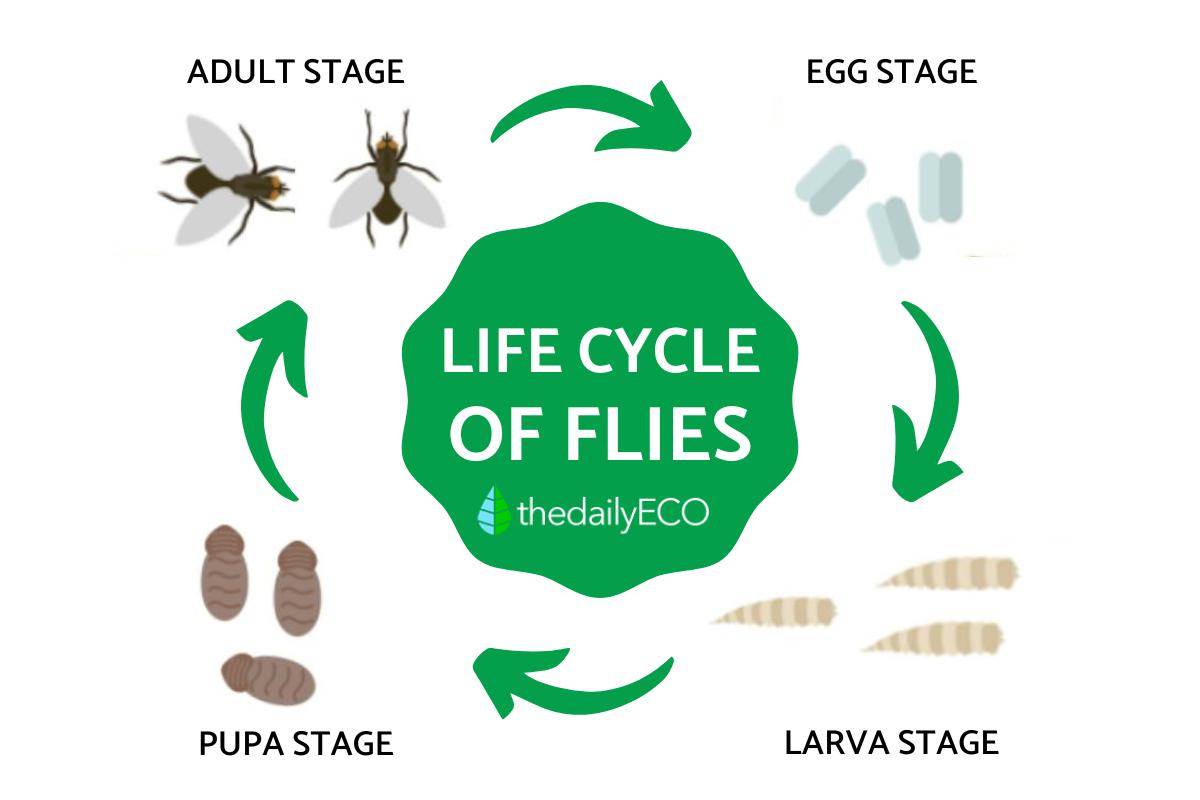 The Life Cycle of Flies - Stages Development