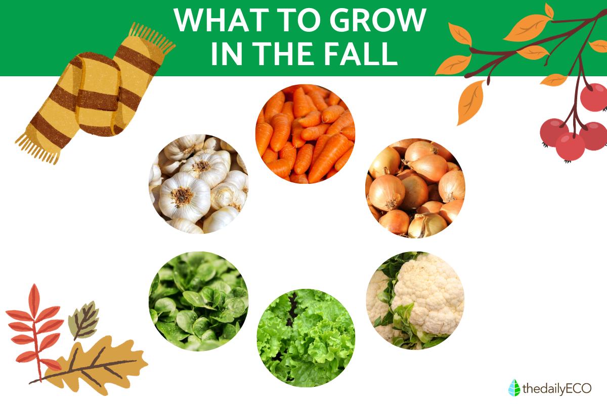 Best Vegetables and Leafy Greens to Plant in Fall - Tips and Instructions