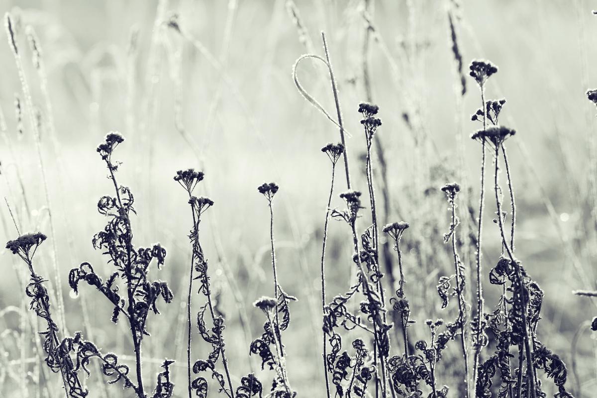What Is Black Frost? - Killing Frost Causes and Effects