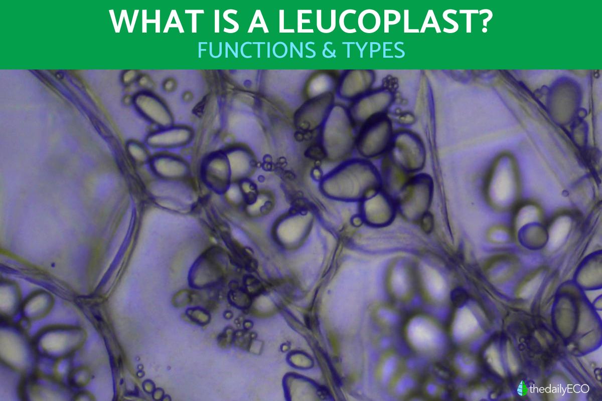 What is a Leucoplast? - Leucoplasts Function and Types