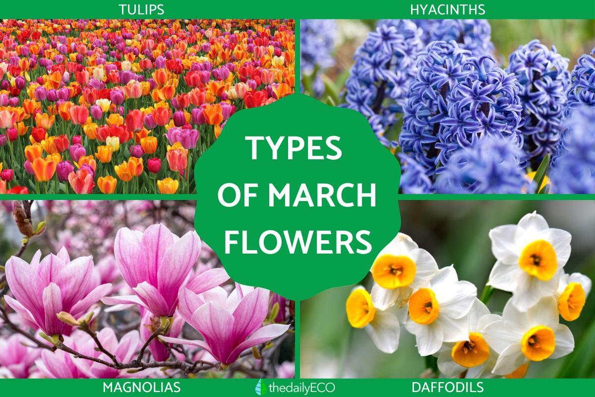 10 Flowers in Season in March - With Photos