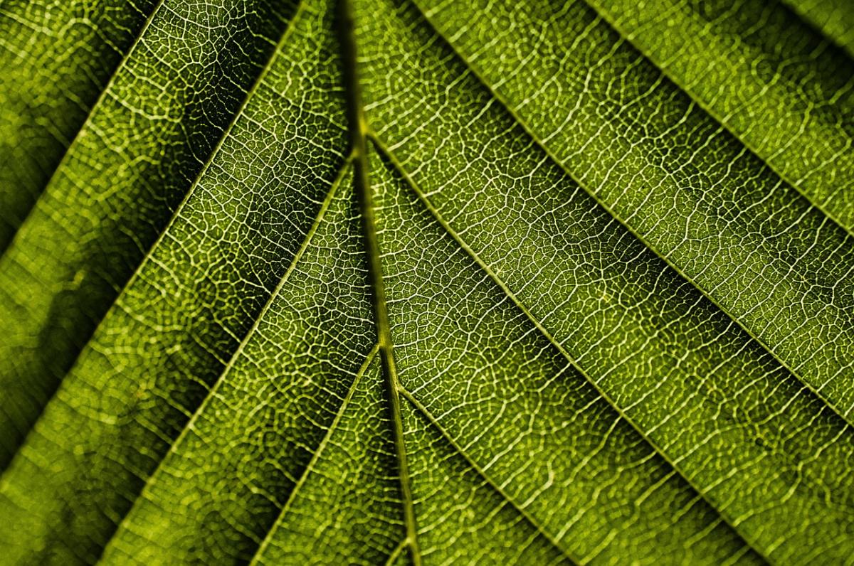 Types of Chlorophyll and Their Function - Short Definition