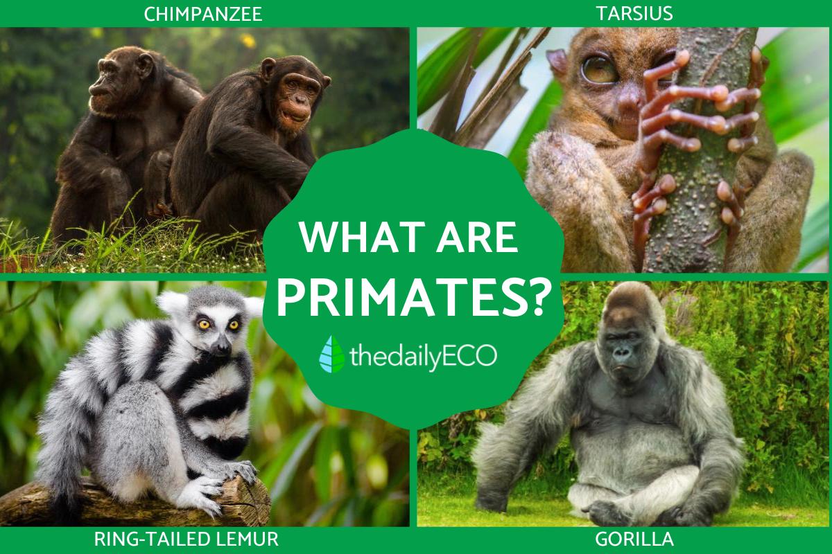 Primates - Definition, Classification and Types