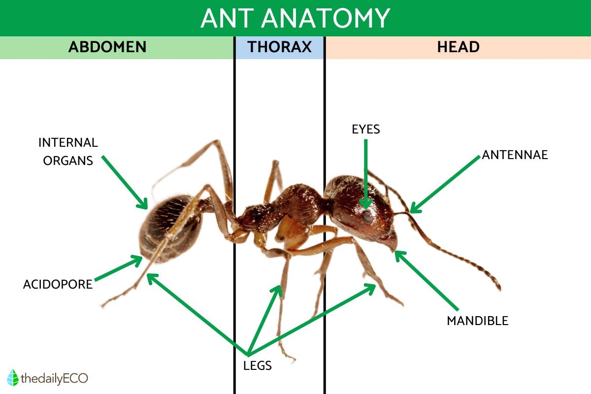 Anatomy of an Ant - Ant Body Parts With Diagrams