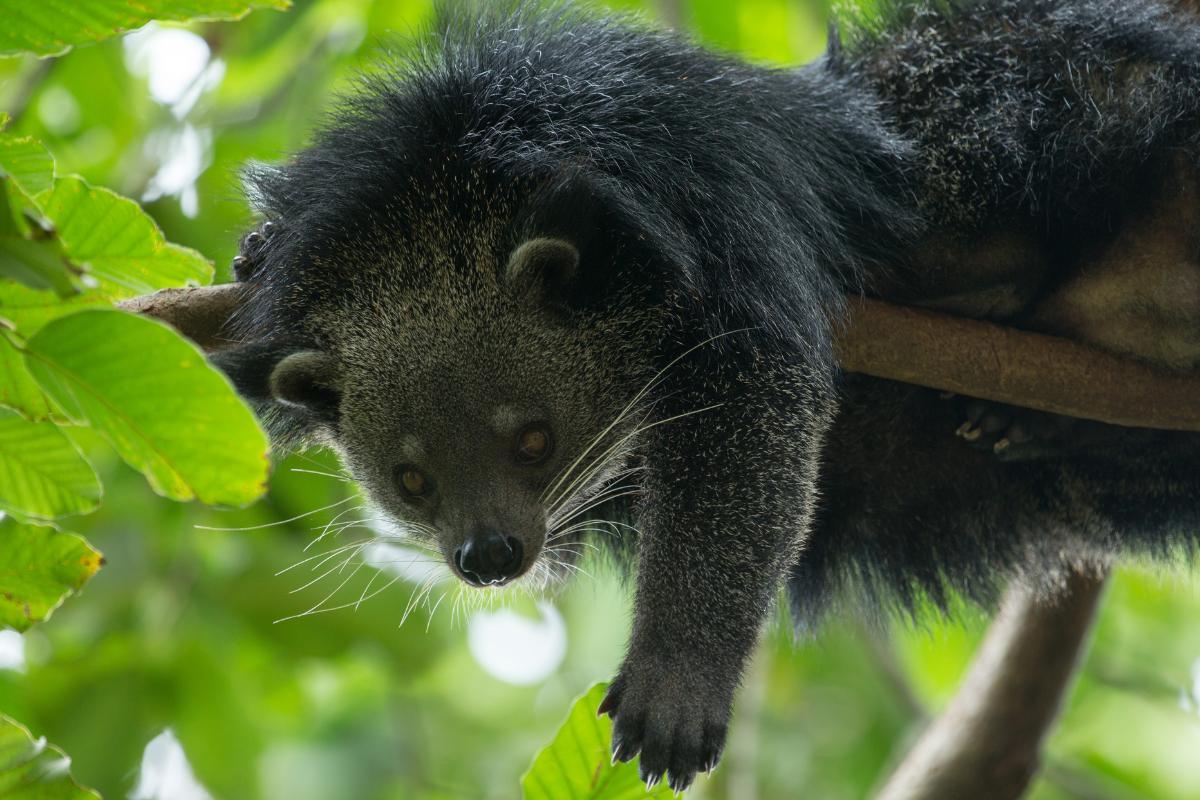 Binturong Or Bearcat Habitat Smell And Fun Facts