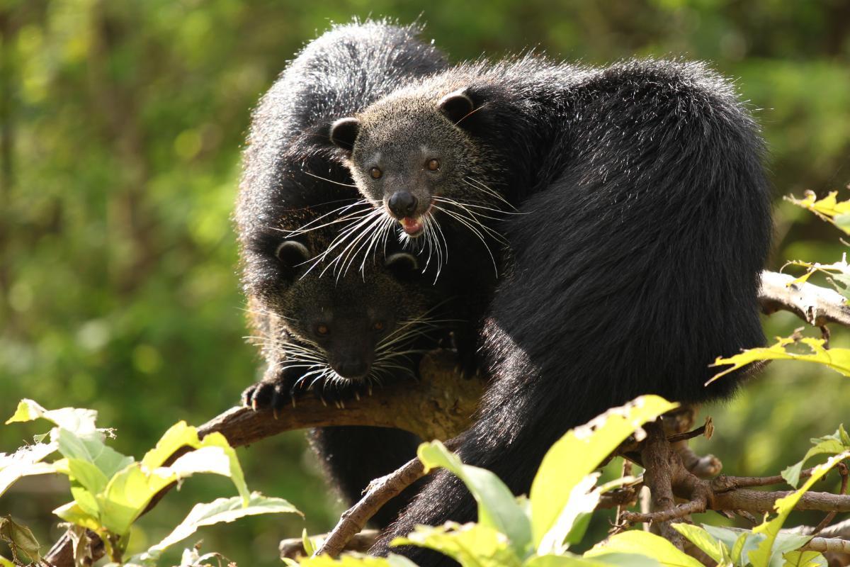 Binturong Or Bearcat Habitat Smell And Fun Facts